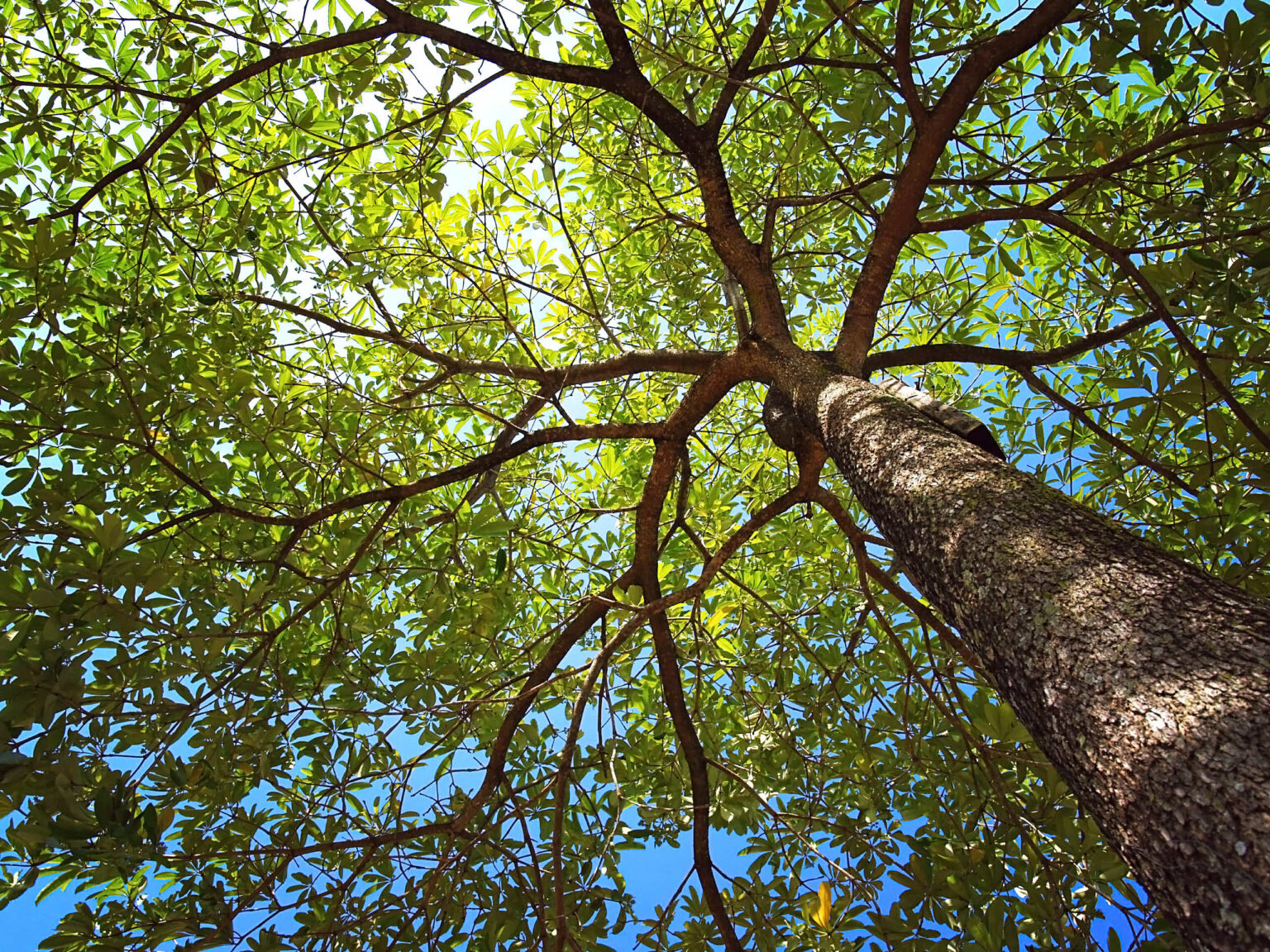 Tree Burial: Everything You Need To Know - Hollywood Forever