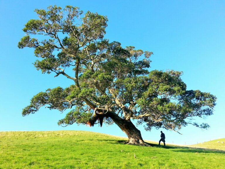 Green Burial Options: Tree Burial, The Ancestral Forest Project, and ...